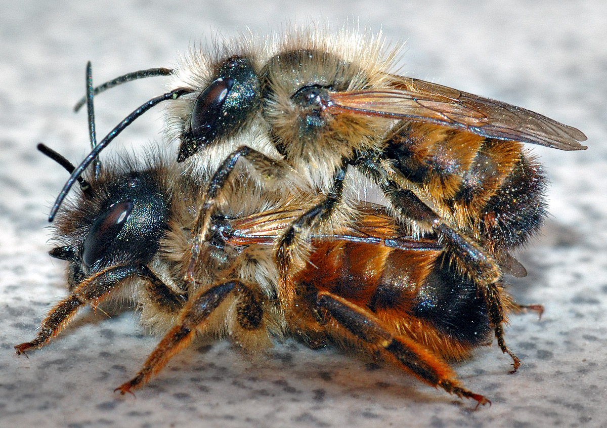 Mason Bees - Bee Care